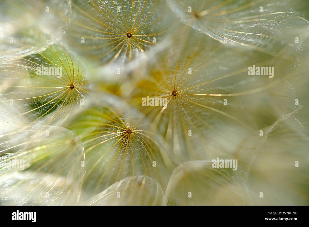 Goats beard seeds hi-res stock photography and images - Alamy