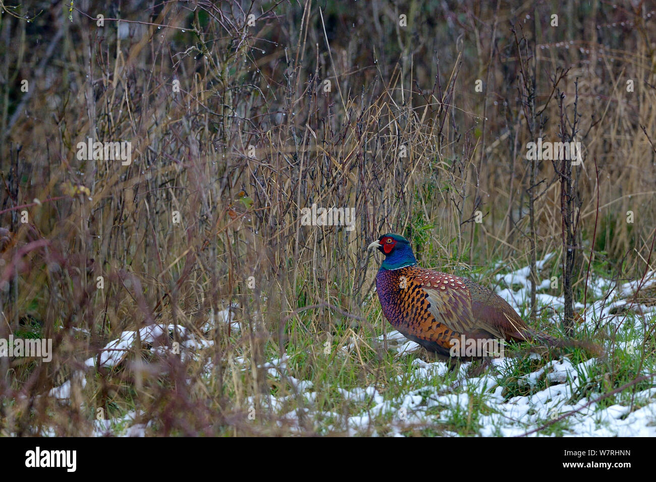 Common pheasant (Phasianus colchicus) male in snow in winter, Lorraine ...