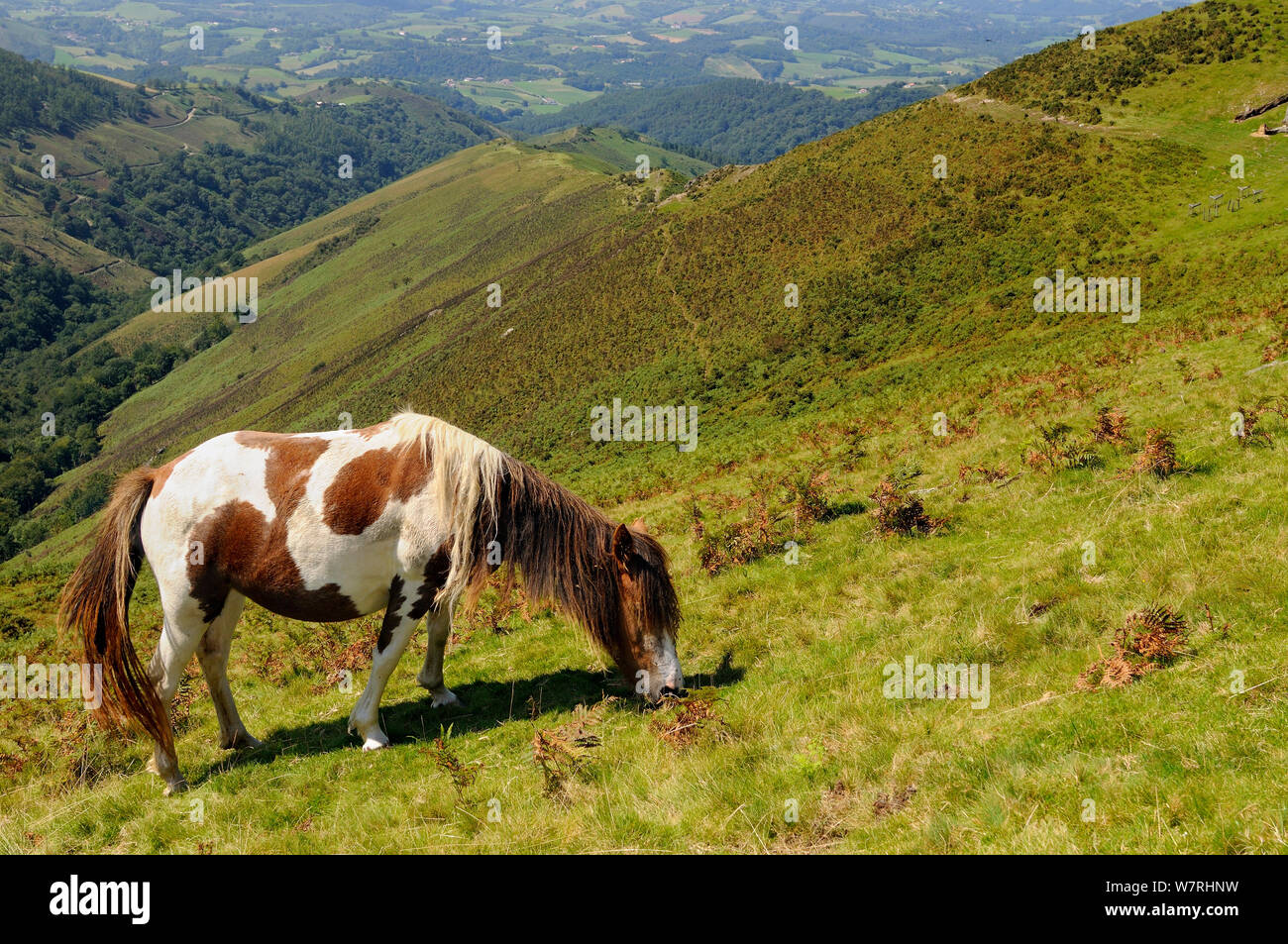 Pottok horses hi-res stock photography and images - Alamy