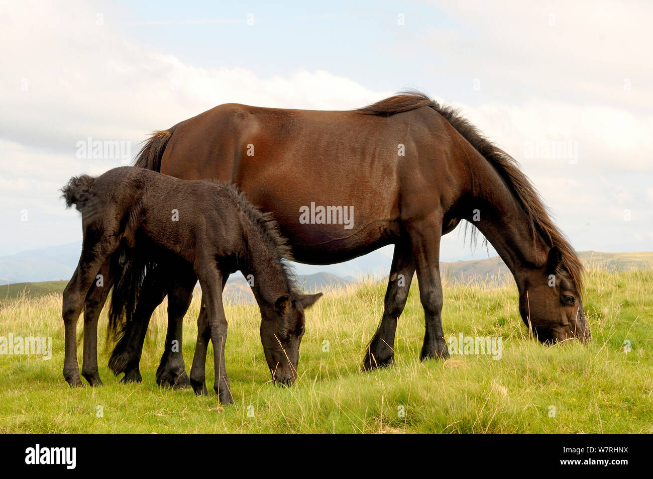 Pottok pony hi-res stock photography and images - Alamy