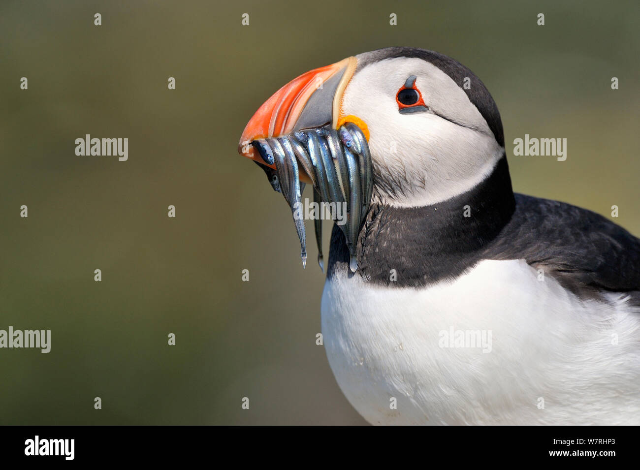 Puffin profile hi-res stock photography and images - Alamy