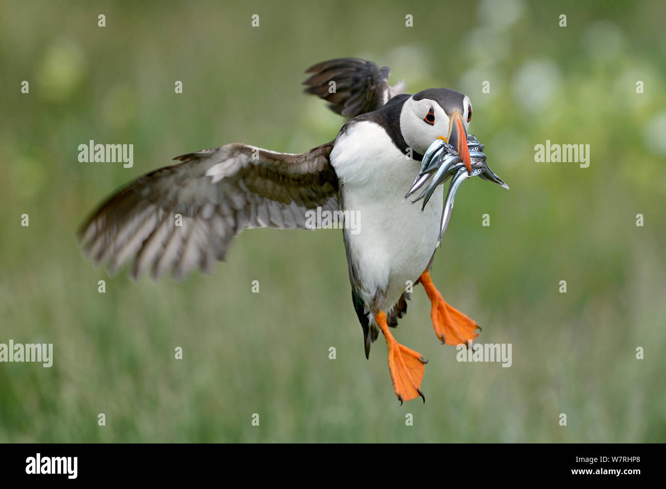 Puffin hunting hi-res stock photography and images - Alamy