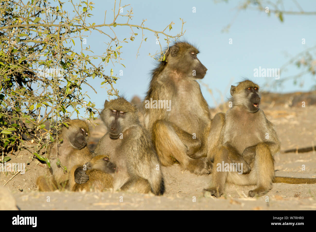 Primates at rest hi-res stock photography and images - Alamy