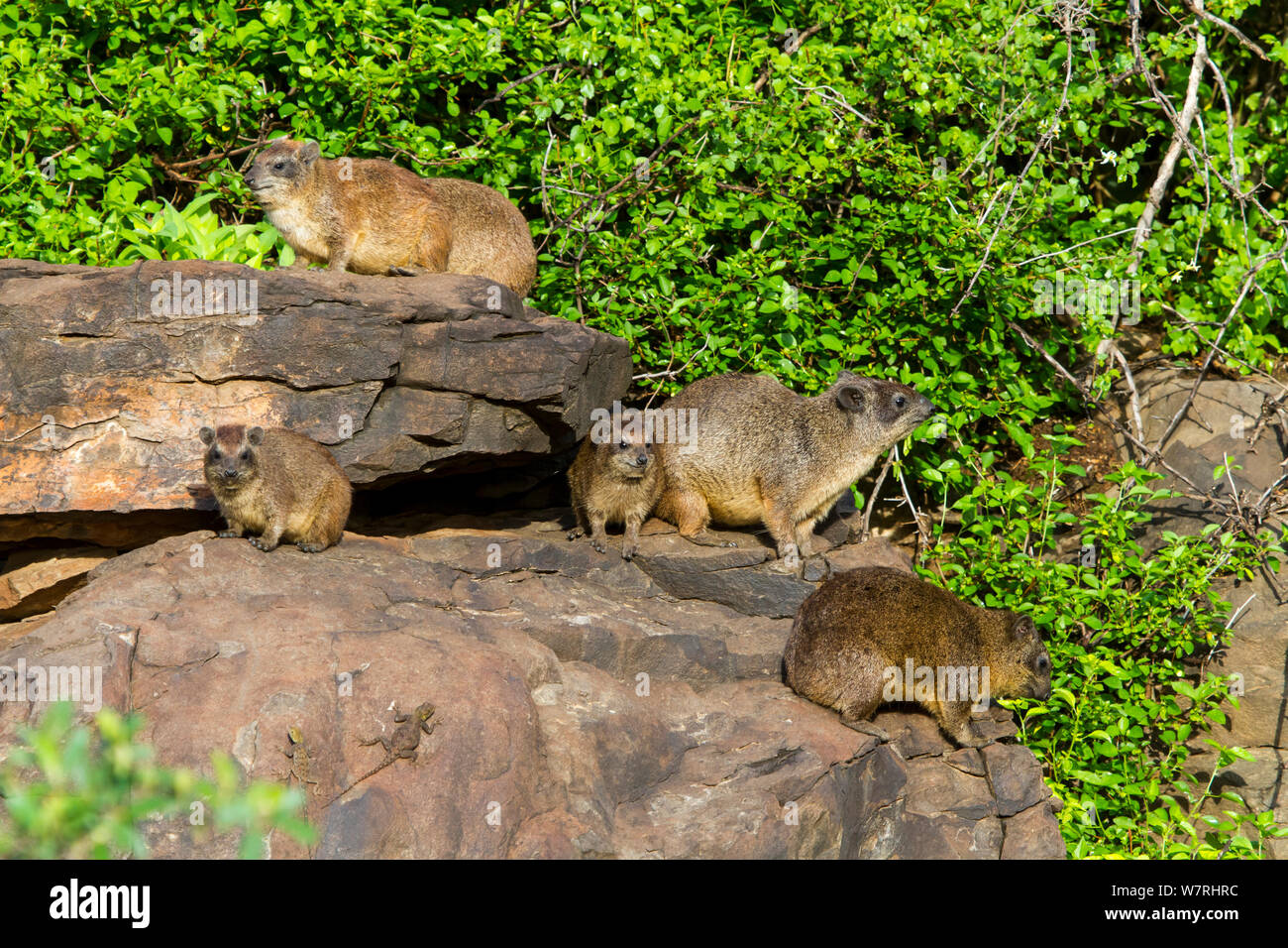 Rock hyrax (Procavia capensis) group on a rock, Lake Bogoria Game ...
