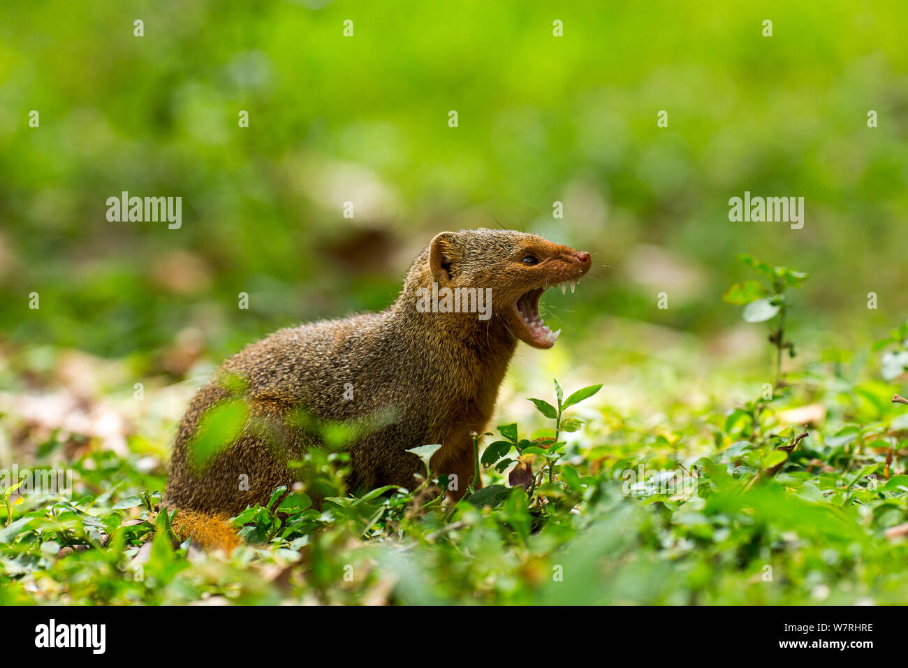 Ethiopian dwarf mongoose or somali dwarf mongoose helogale hirtula hi ...