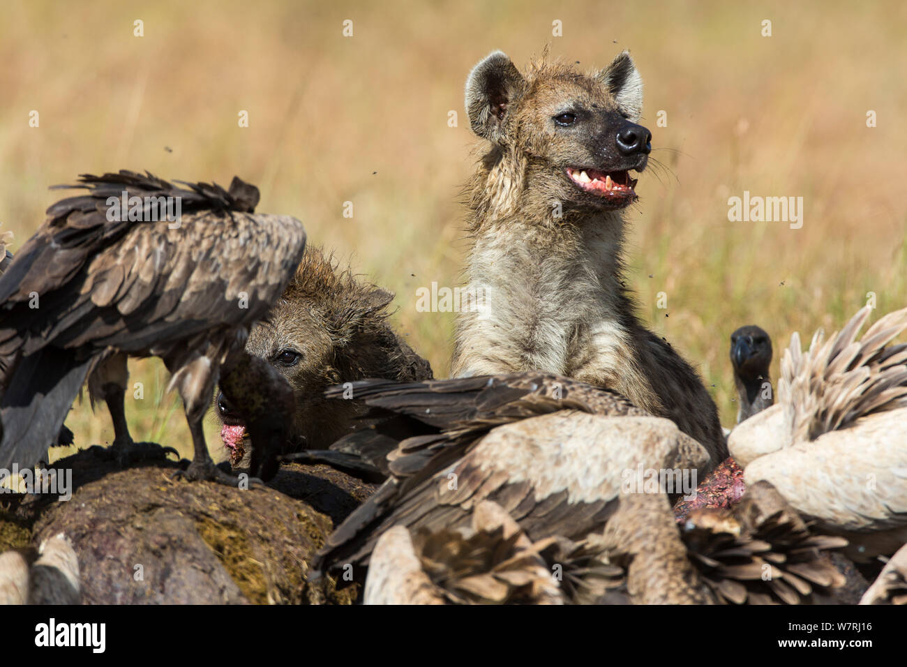 Old hyena hi-res stock photography and images - Alamy