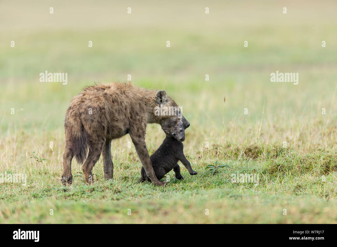 Crocuta crocuta female hi-res stock photography and images - Alamy