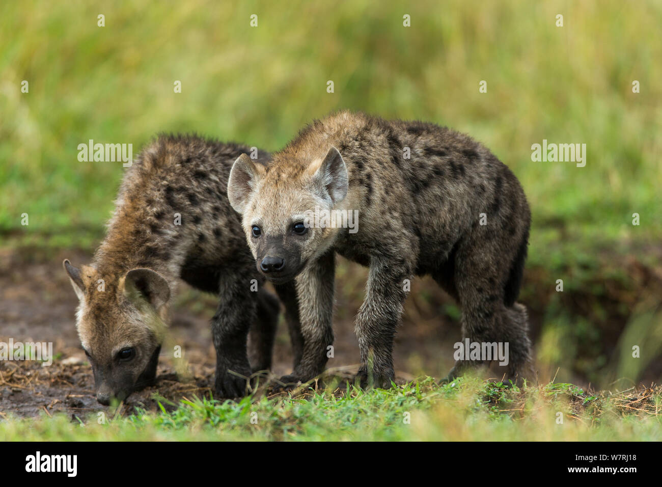 Spotted hyena (Crocuta crocuta) cubs at den, Masai-Mara Game Reserve ...