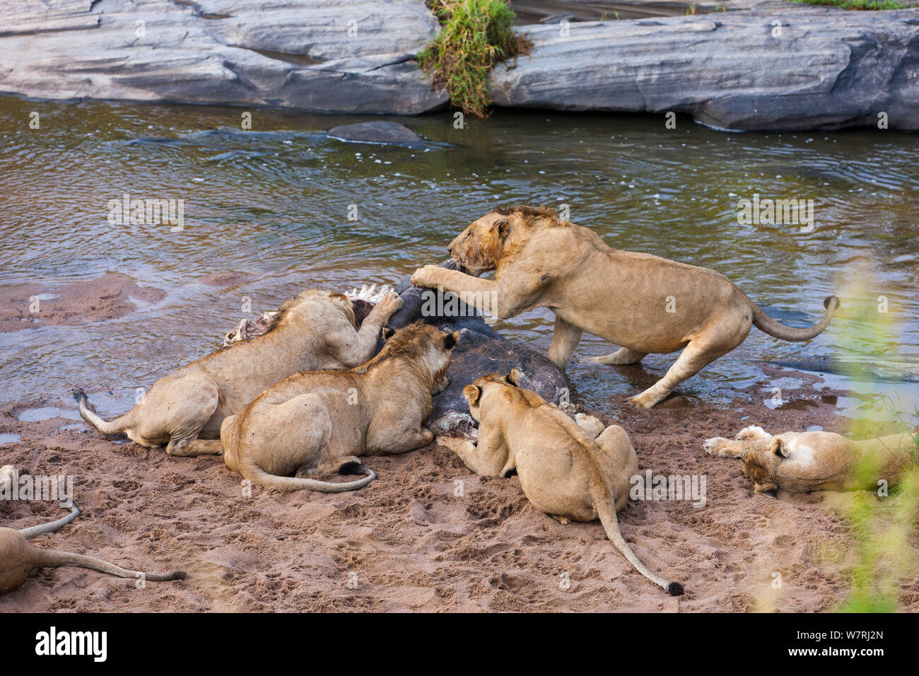 Dead hippo hi-res stock photography and images - Alamy