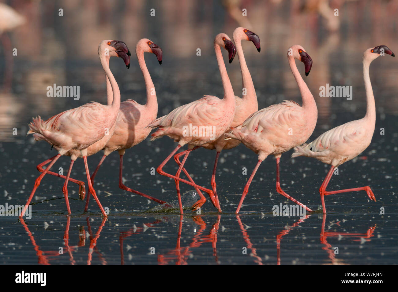 Lesser flamingo (Phoeniconaias minor) males in display, Lake Nakuru ...