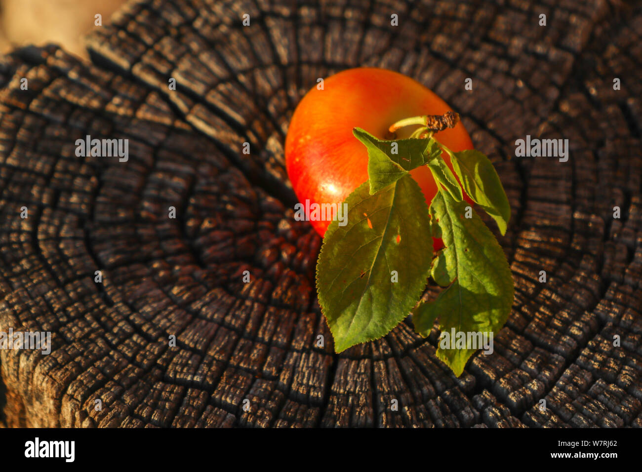 One plum hi-res stock photography and images - Alamy