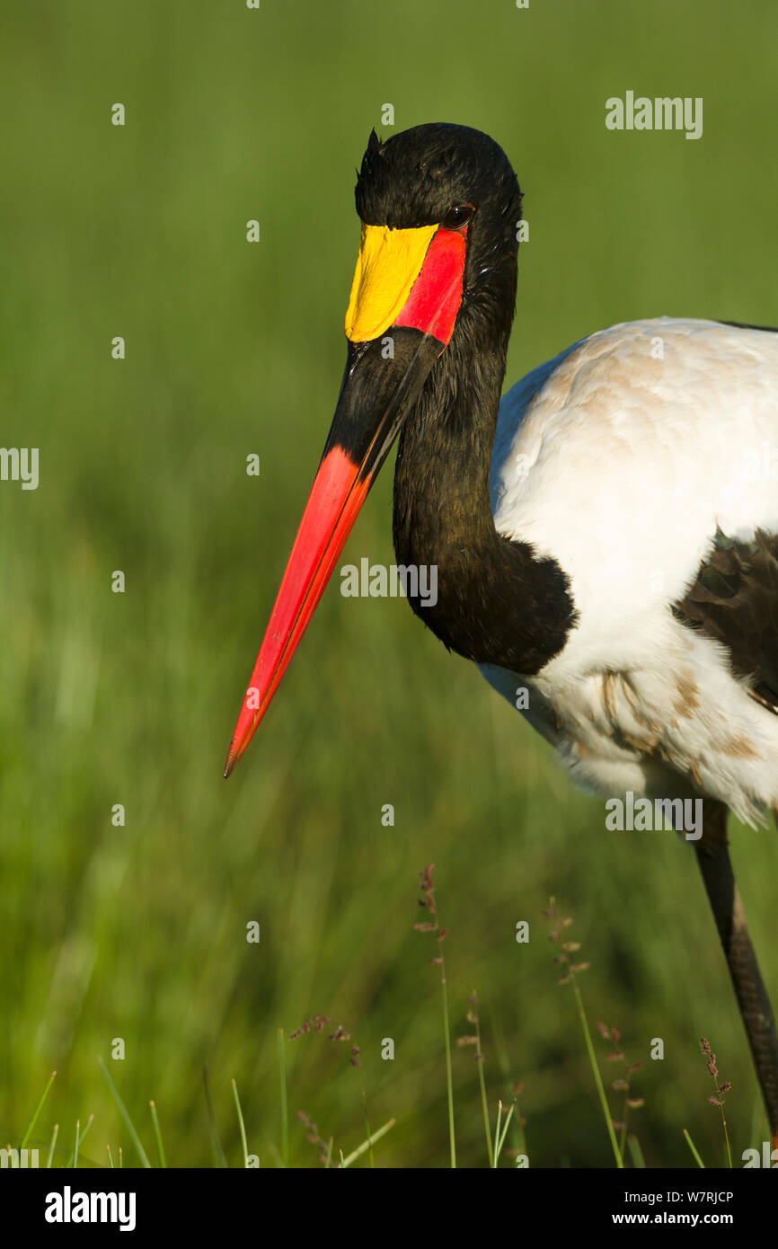 Saddle-billed stork (Ephippiorynchus senegalensis) male, Masai-Mara ...