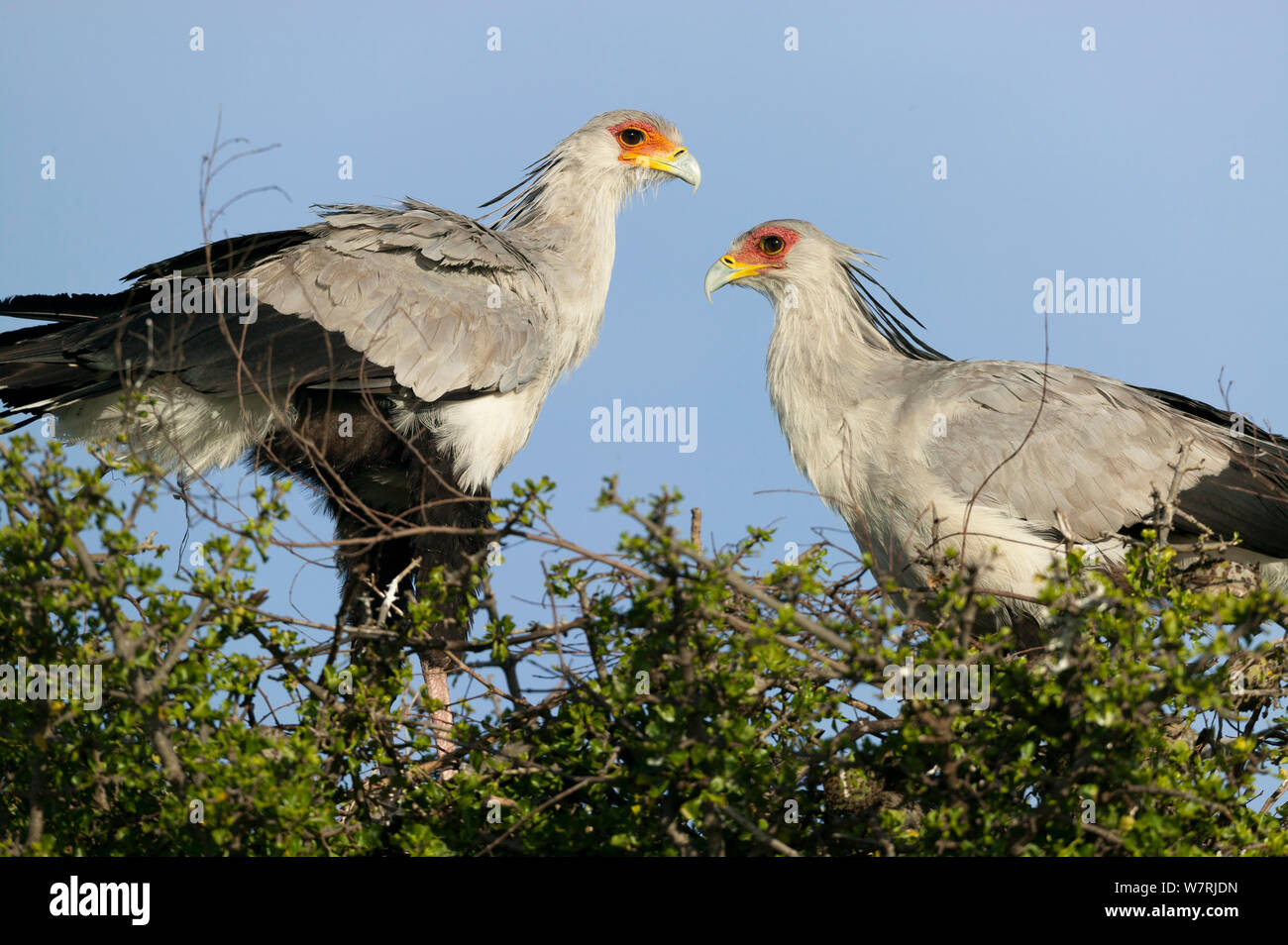 Secretary bird (Sagittarius serpentarius) couple in nest, Masai-Mara ...