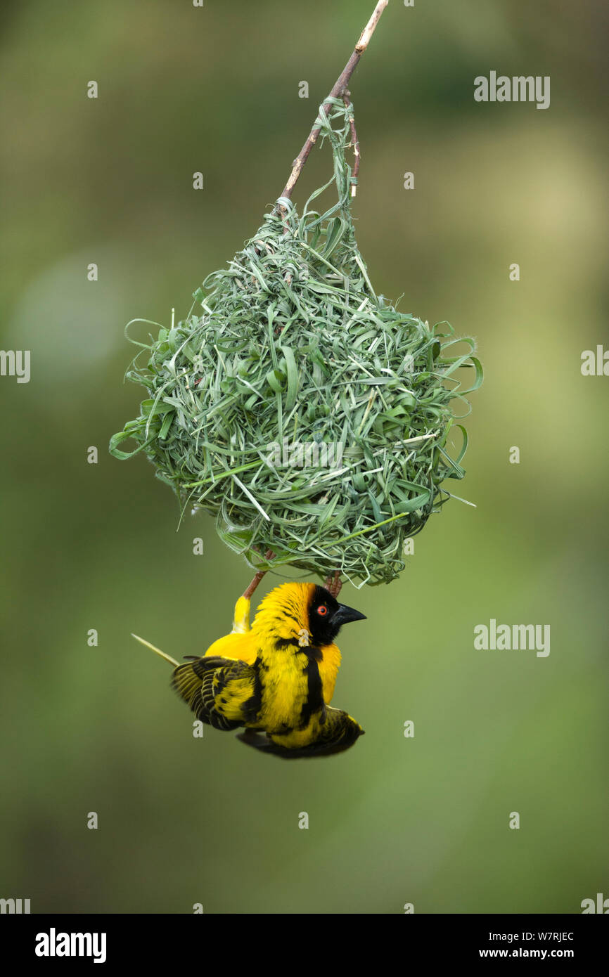 Passerine birds nest hi-res stock photography and images - Alamy