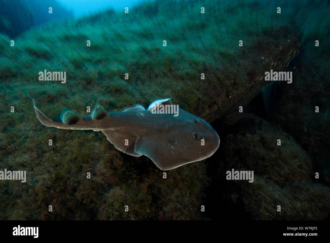 Giant electric ray (Narcine entemedor) San Benedicto, Revillagigedo ...