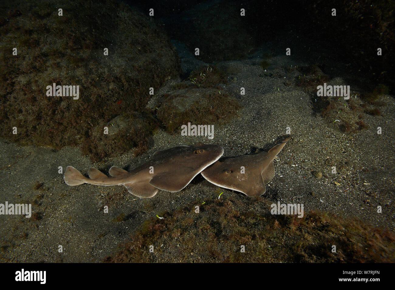 Giant electric ray narcine entemedor hi-res stock photography and ...