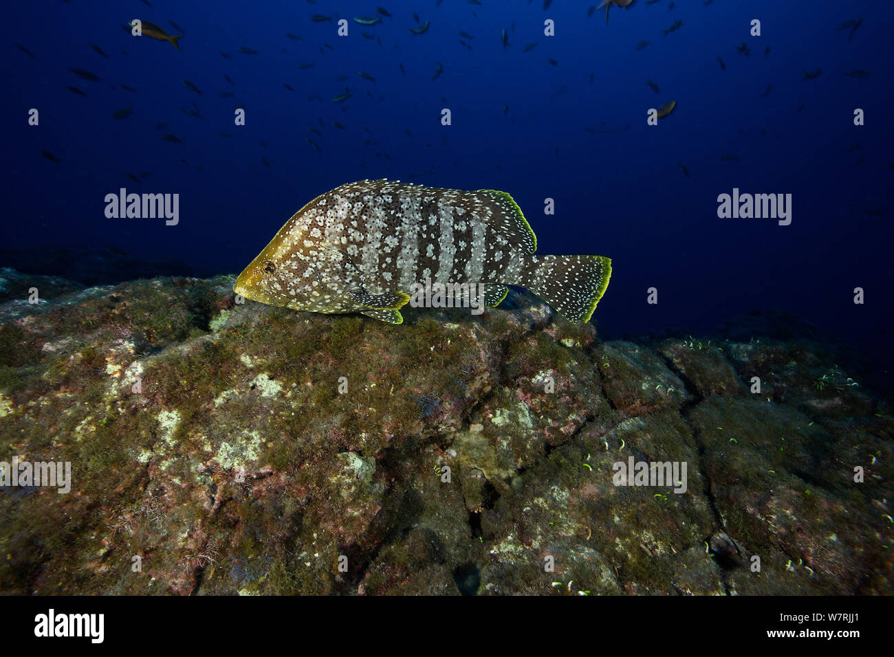 Leather bass (Dermatolepis dermatolepis) San Benedicto, Revillagigedo ...
