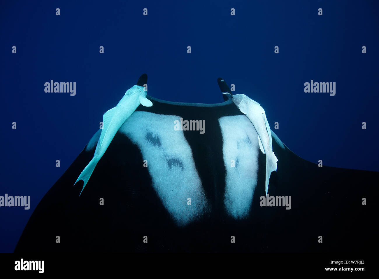 Remoras rays hi-res stock photography and images - Alamy