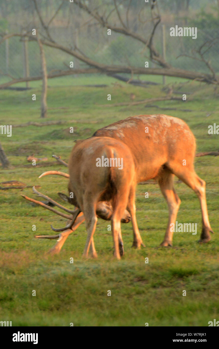Chinese elk hi-res stock photography and images - Alamy