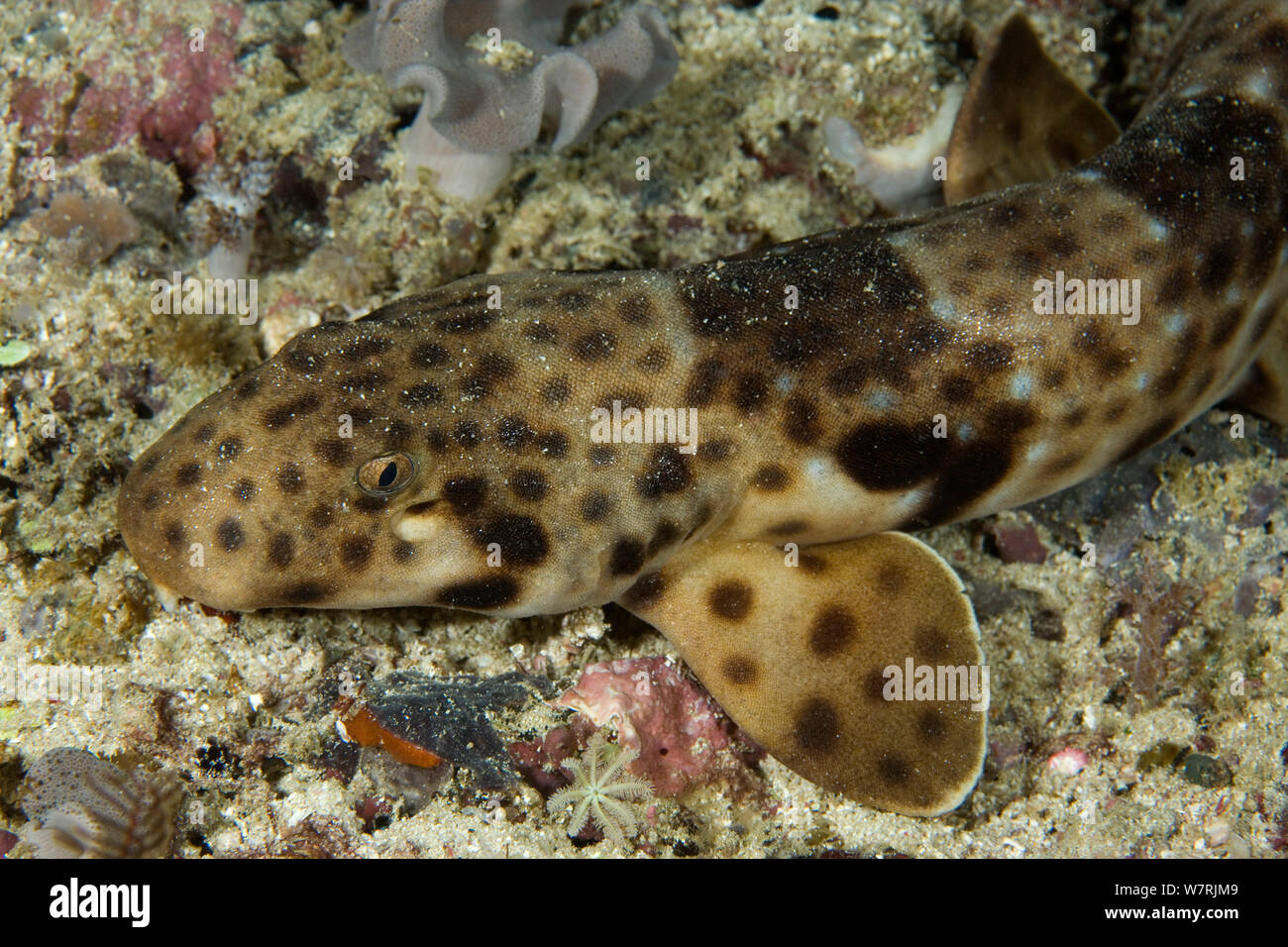 Papuan epaulette shark (Hemiscyllium hallstromi) Raja Ampat, Irian Jaya ...