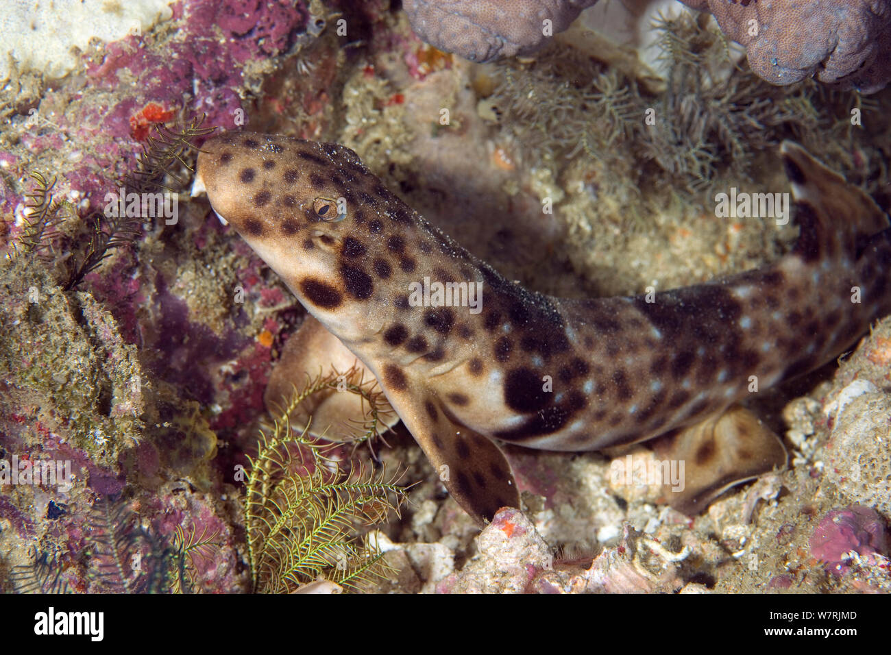 Papuan epaulette shark (Hemiscyllium hallstromi) Raja Ampat, Irian Jaya ...