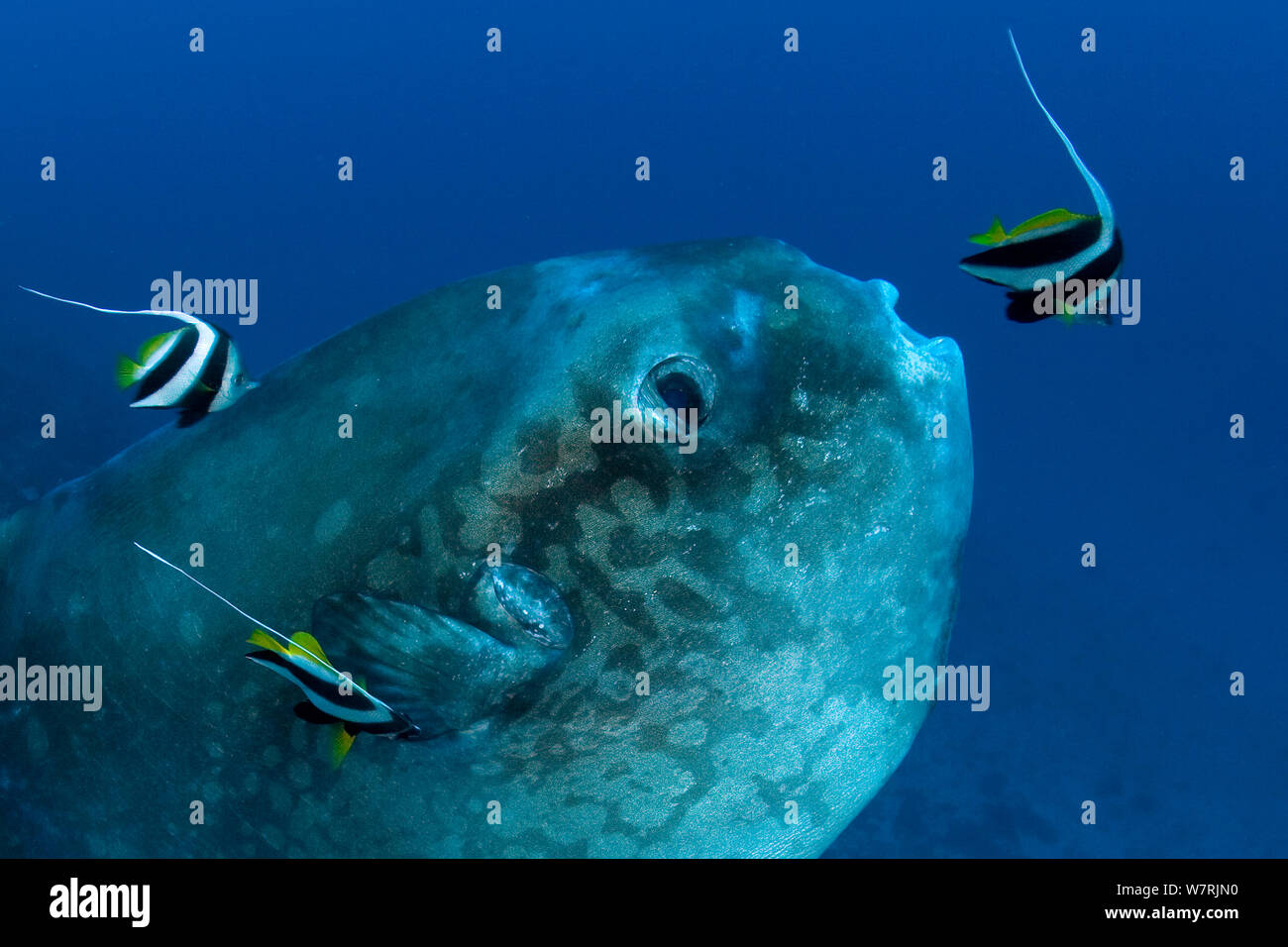 Ocean Sunfish (Mola mola) with Longfin bannerfish (Heniochus acuminatus ...