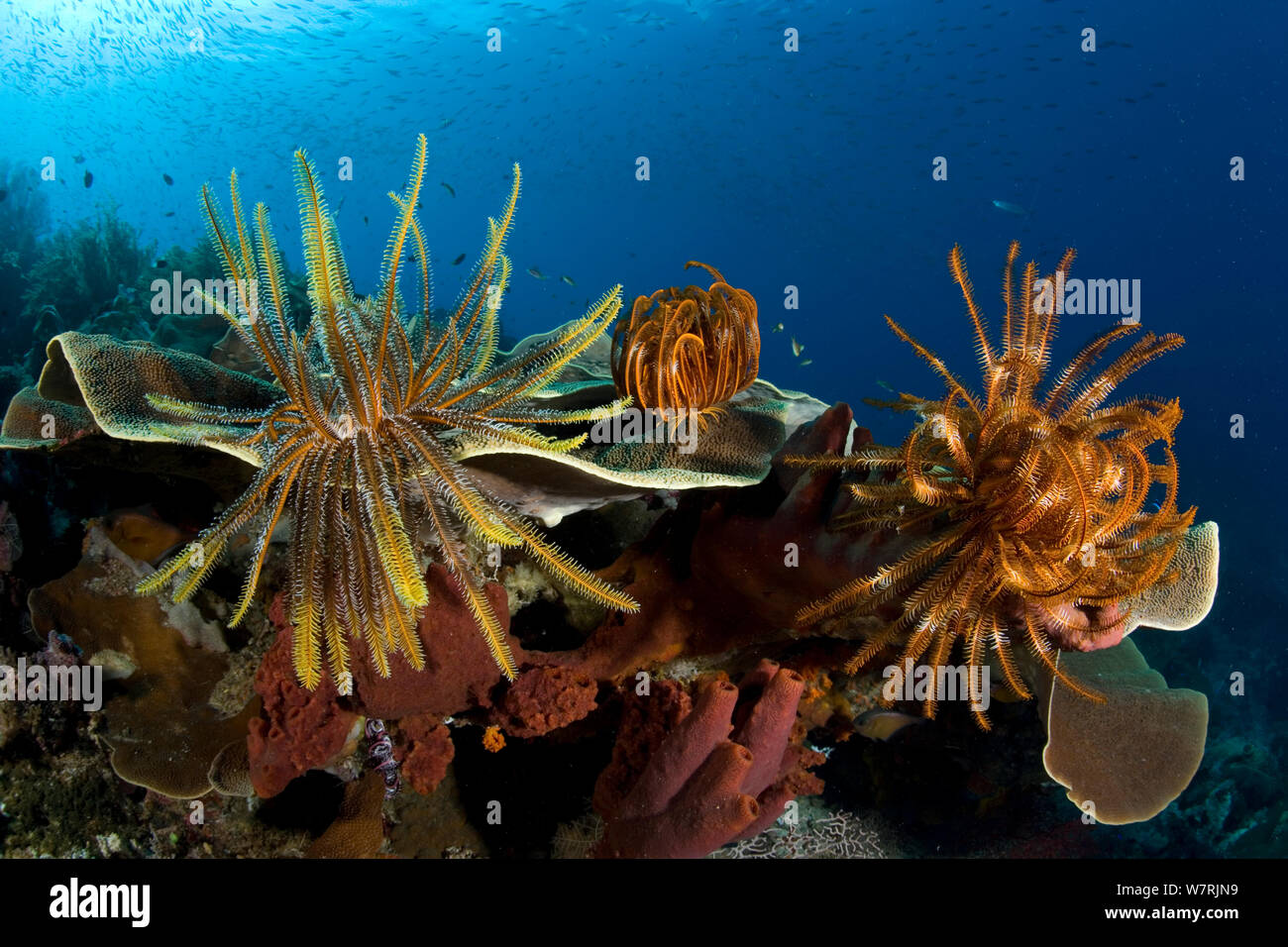 Feather star crinoids hi-res stock photography and images - Alamy