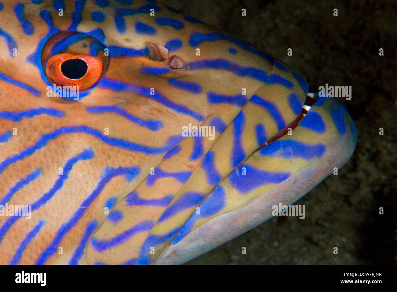 Vermicular coralcod (Plectropomus oligacanthus) Raja Ampat, Irian Jaya ...