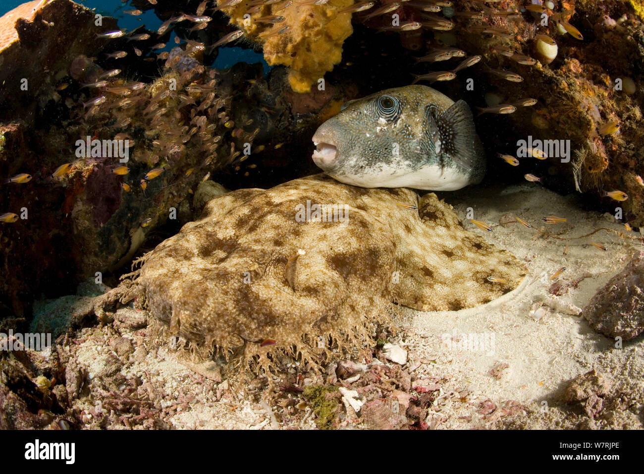 Ambassidae hi-res stock photography and images - Alamy