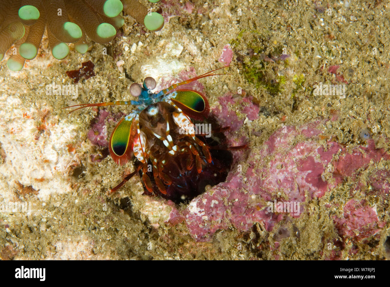 Mantis shrimp (Odontodactylus scyllarus) in burrow, Raja Ampat, Irian ...
