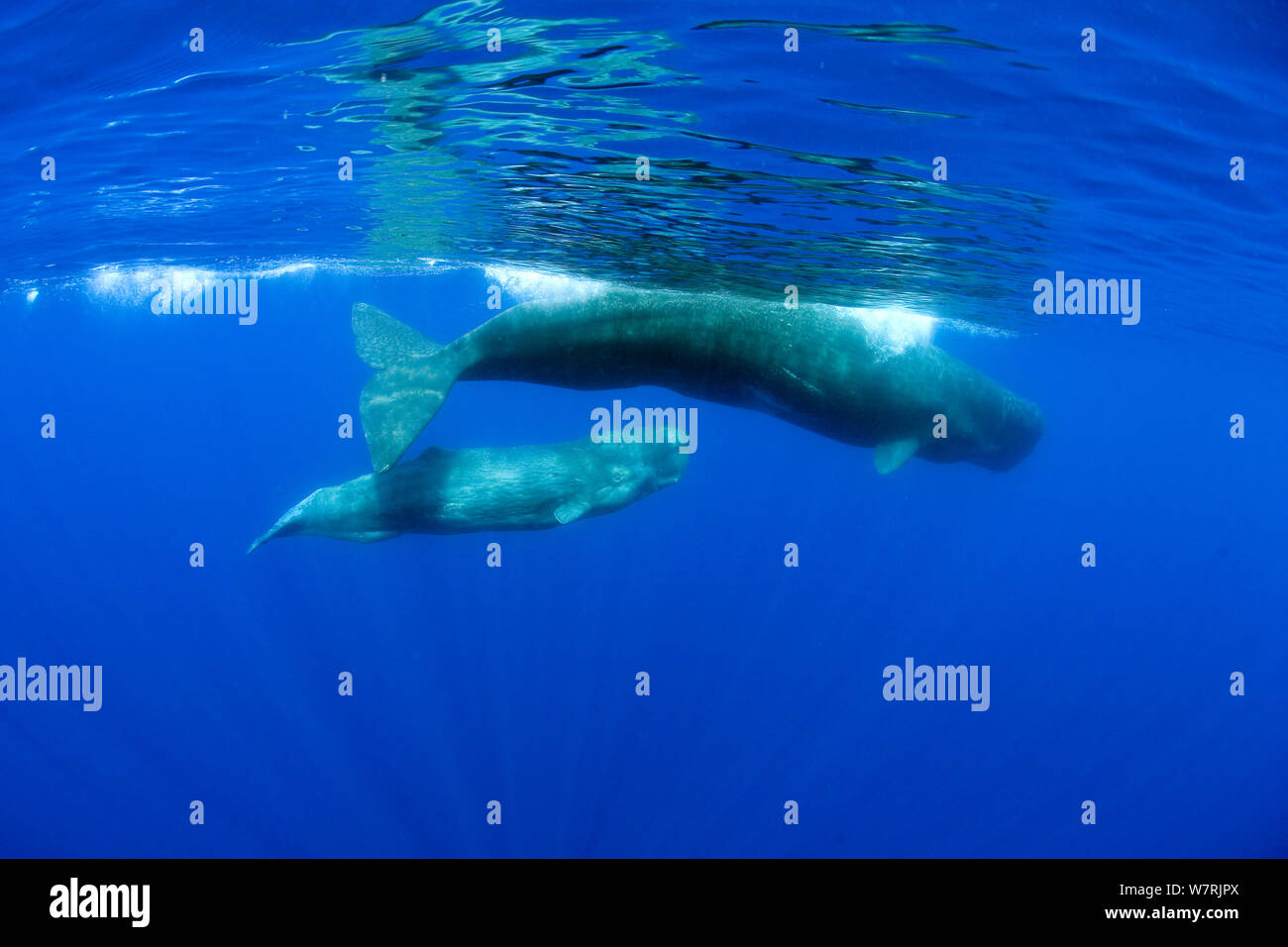 Mother and calf Sperm Whale (Physeter macrocephalus) Pico Island, Azores, Portugal, Atlantic ...