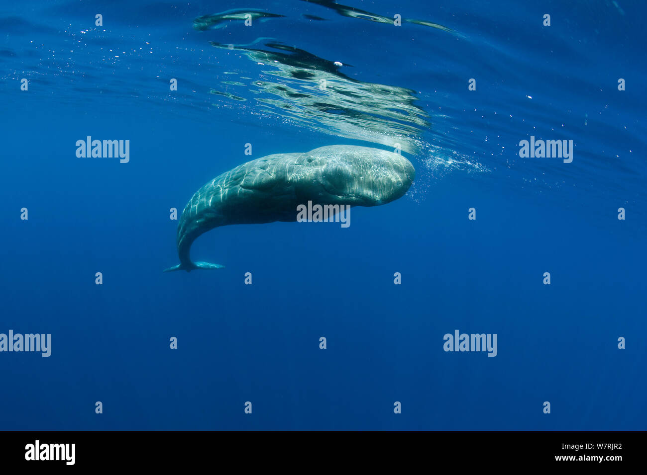 Sperm Whale, upside down(Physeter macrocephalus) Vulnerable (IUCN), Pico Island, Azores ...