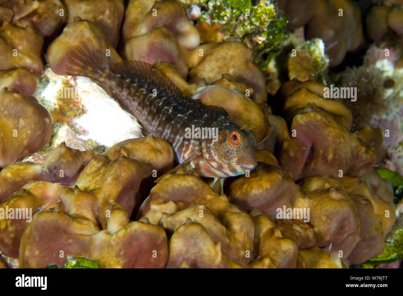 Blenny (Parablennius pilicornis) male at 'Punta Madonna' dive-site ...