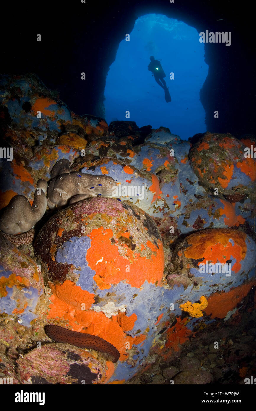 Scuba diver in cave and rocks covered with sponges, Ponza Island, Italy ...