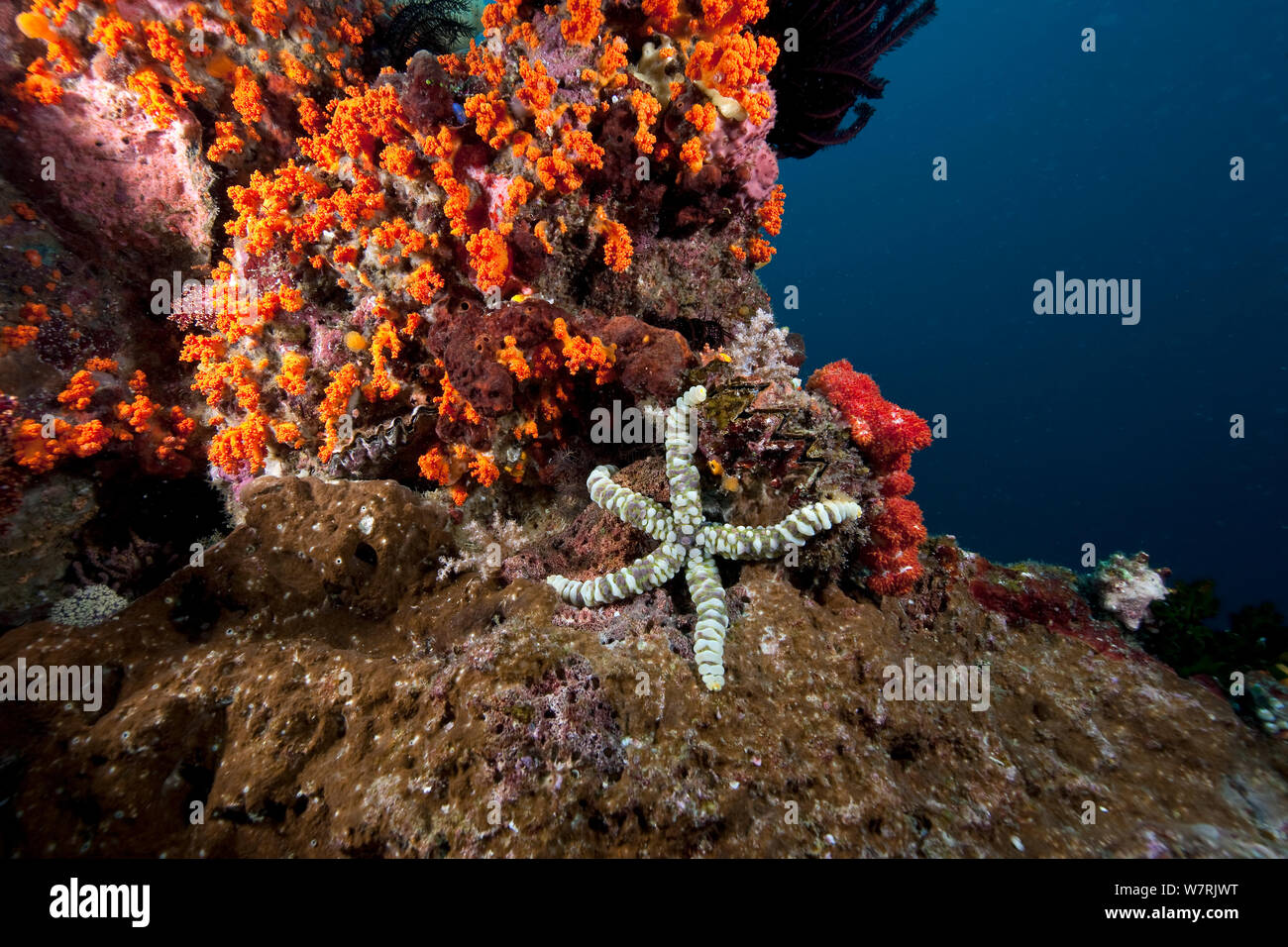 Warty sea star (Echinaster callosus) Window, Boo Island, Raja Ampat ...