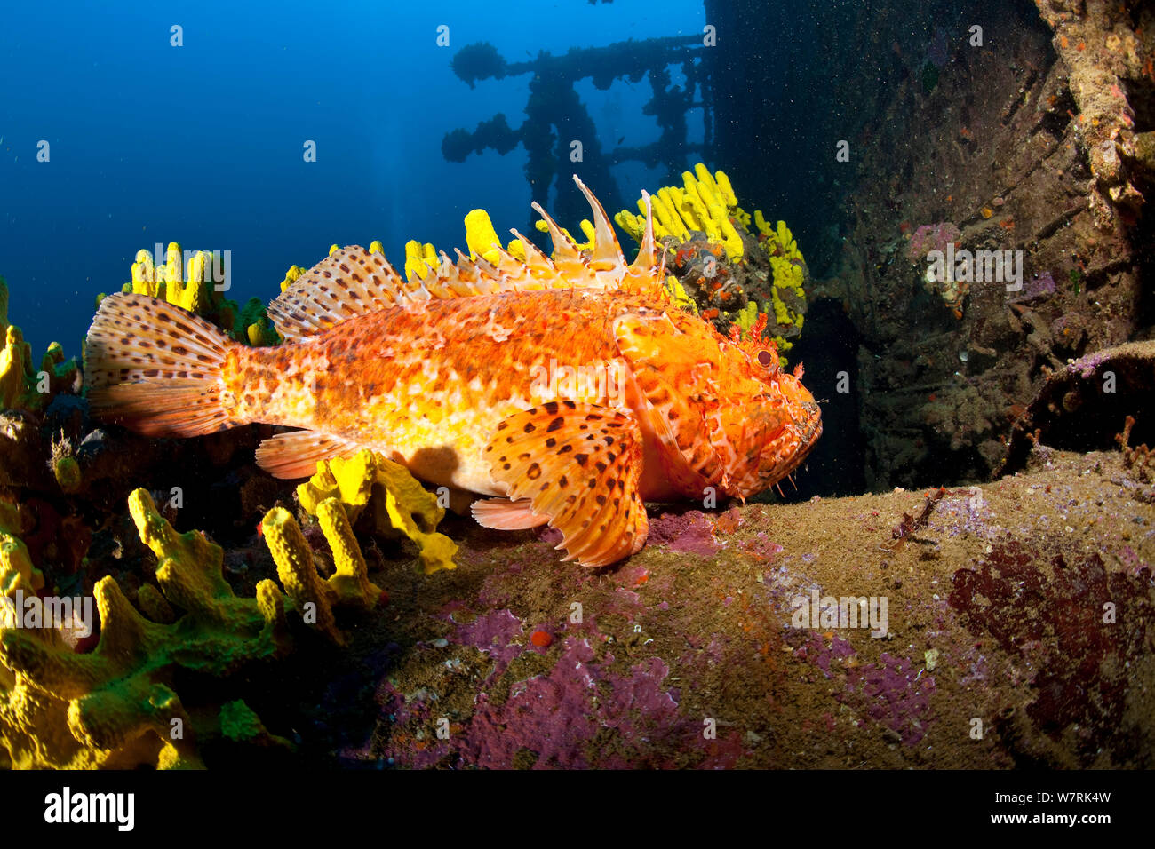 Orange rockfish hi-res stock photography and images - Alamy