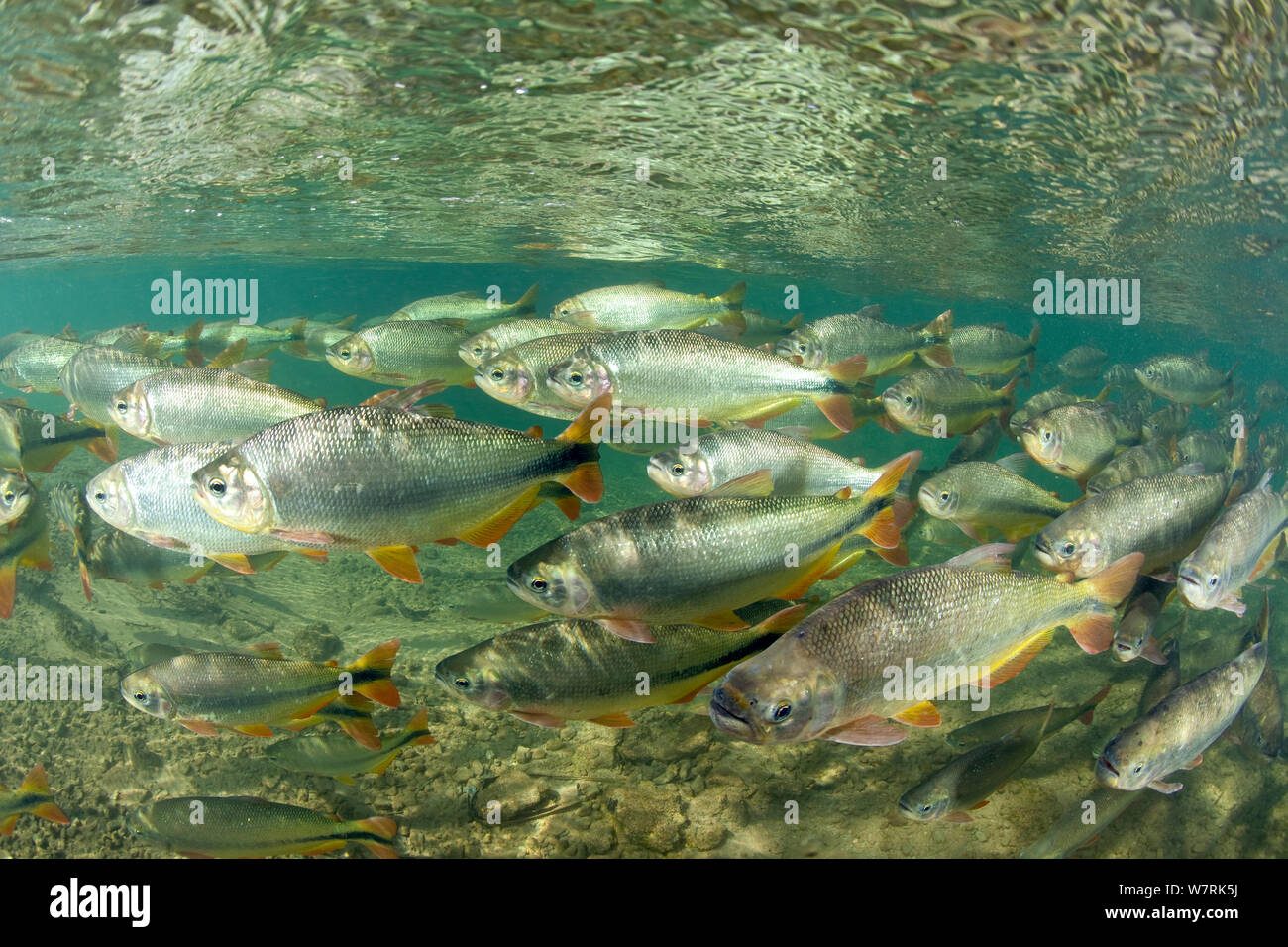 Piraputanga hi-res stock photography and images - Alamy
