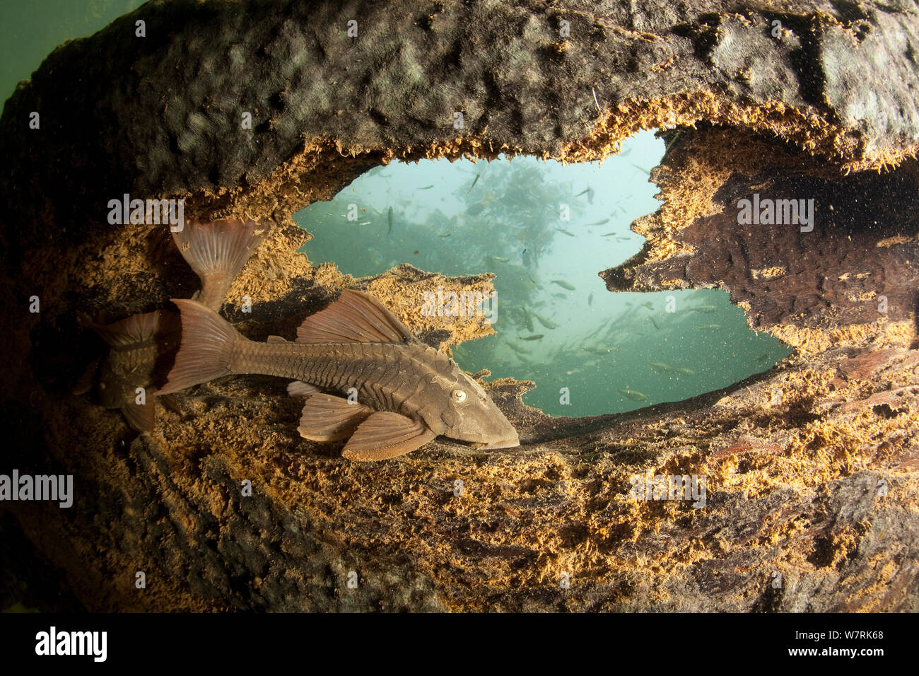 Armored catfish loricariidae hi-res stock photography and images - Alamy