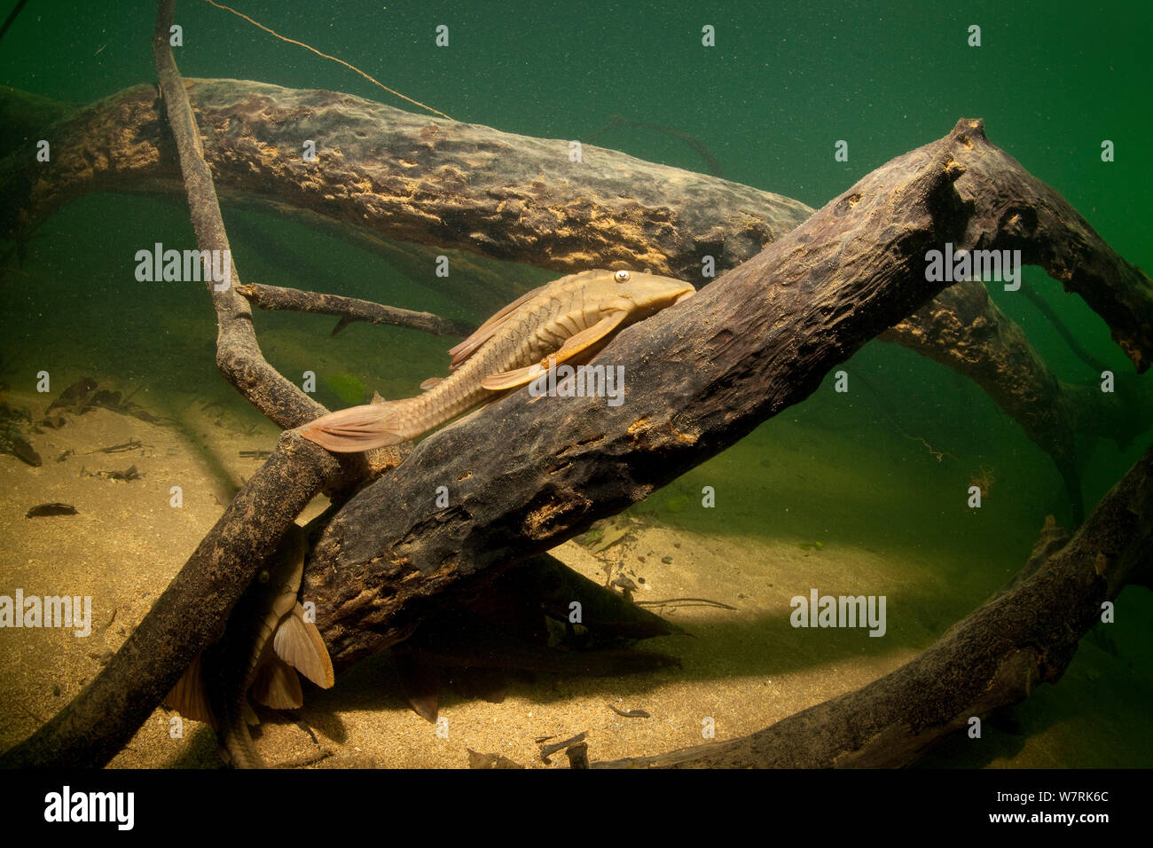 Armored catfish, (Loricariidae family) on a tree, Formoso River, Bonito ...