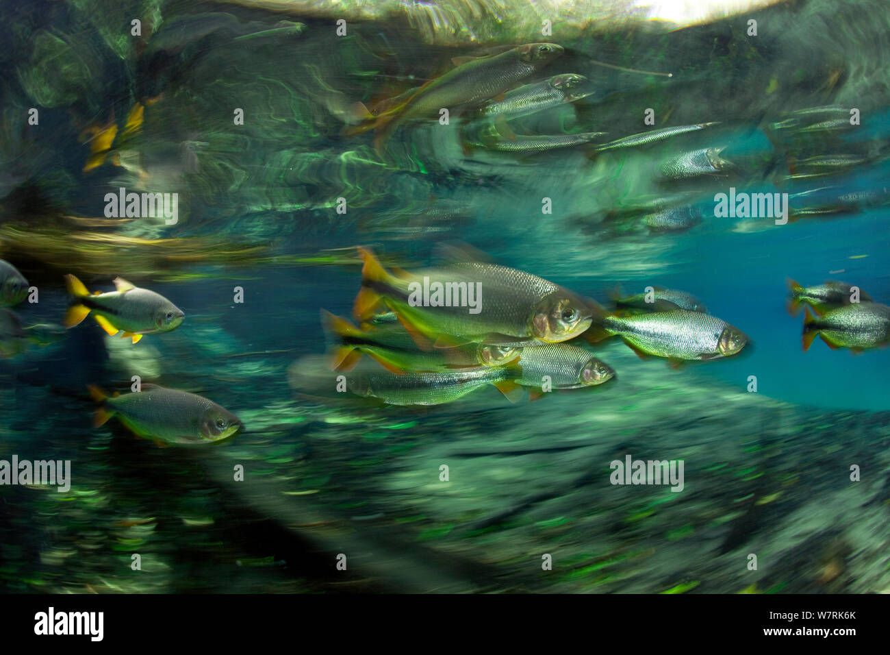 Piraputanga Fish High Resolution Stock Photography and Images - Alamy