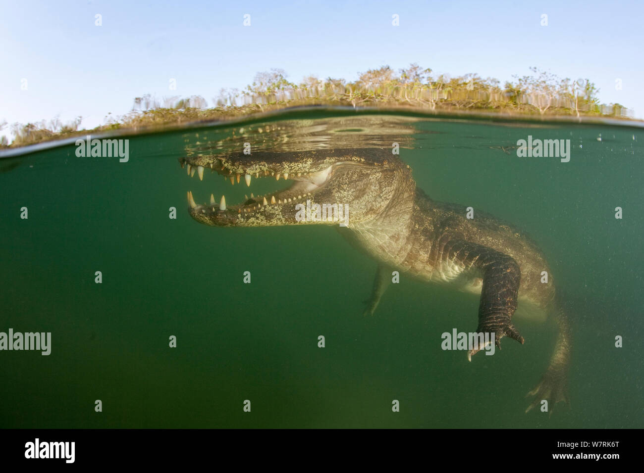 Common caiman teeth hi-res stock photography and images - Alamy