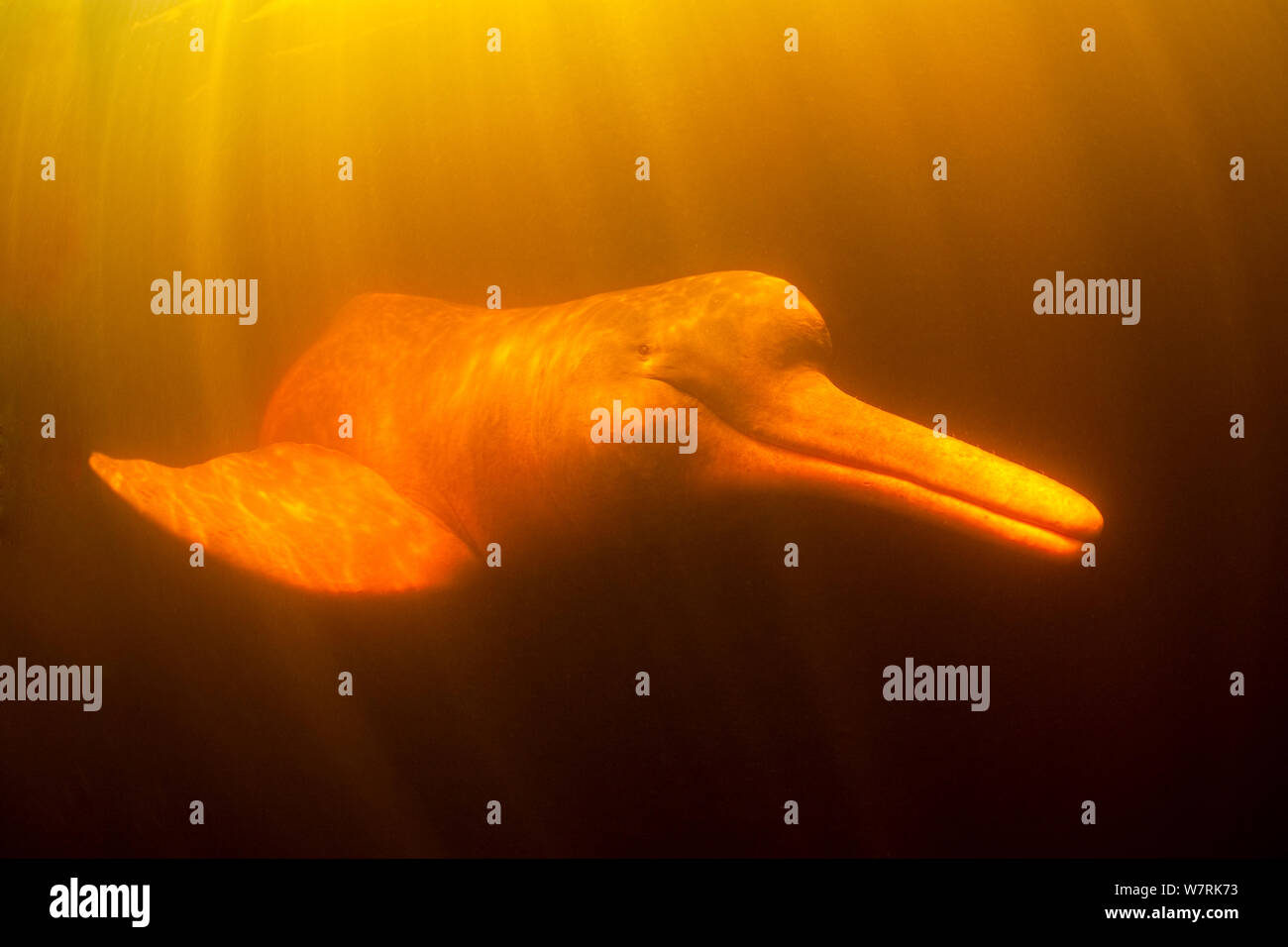 Pink River dolphin / Boto (Inia geoffrensis) Acajatuba Lake, Negro ...