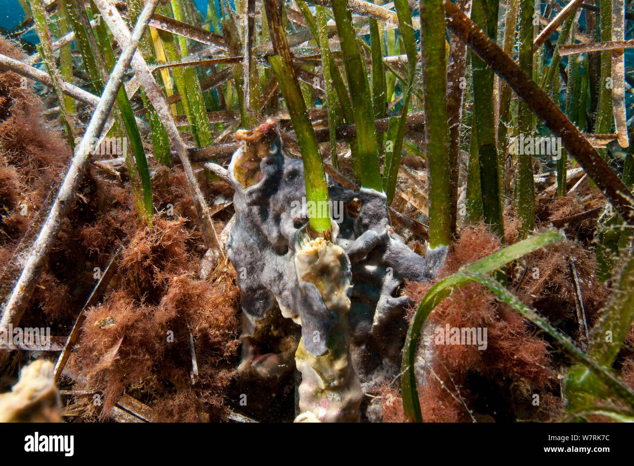 Neptune grass (Posidonia oceanica) with flower, and encrusting algae ...