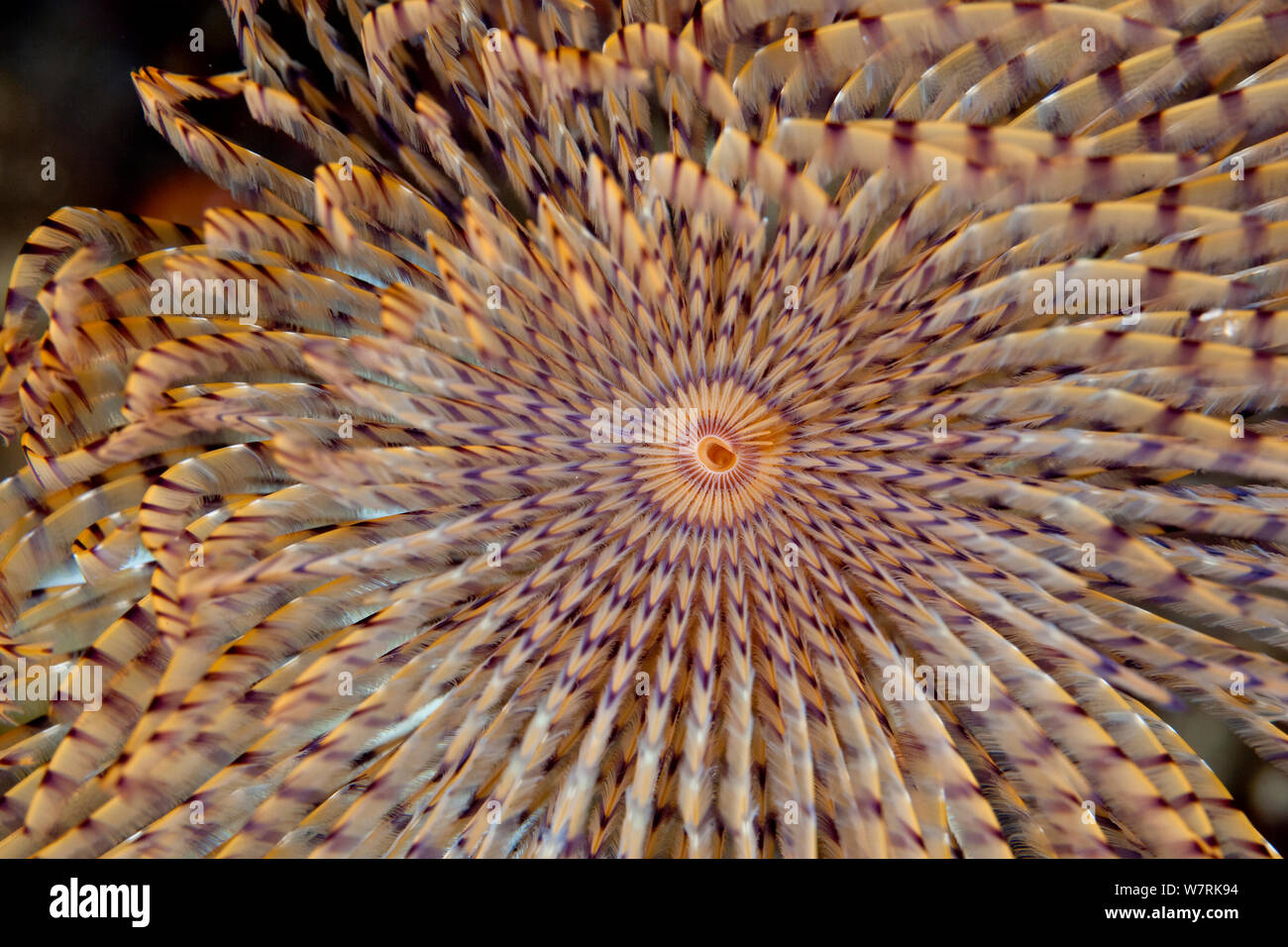 Detail of Spirograph worm (Sabella spallanzani) Stupiste Out dive site ...