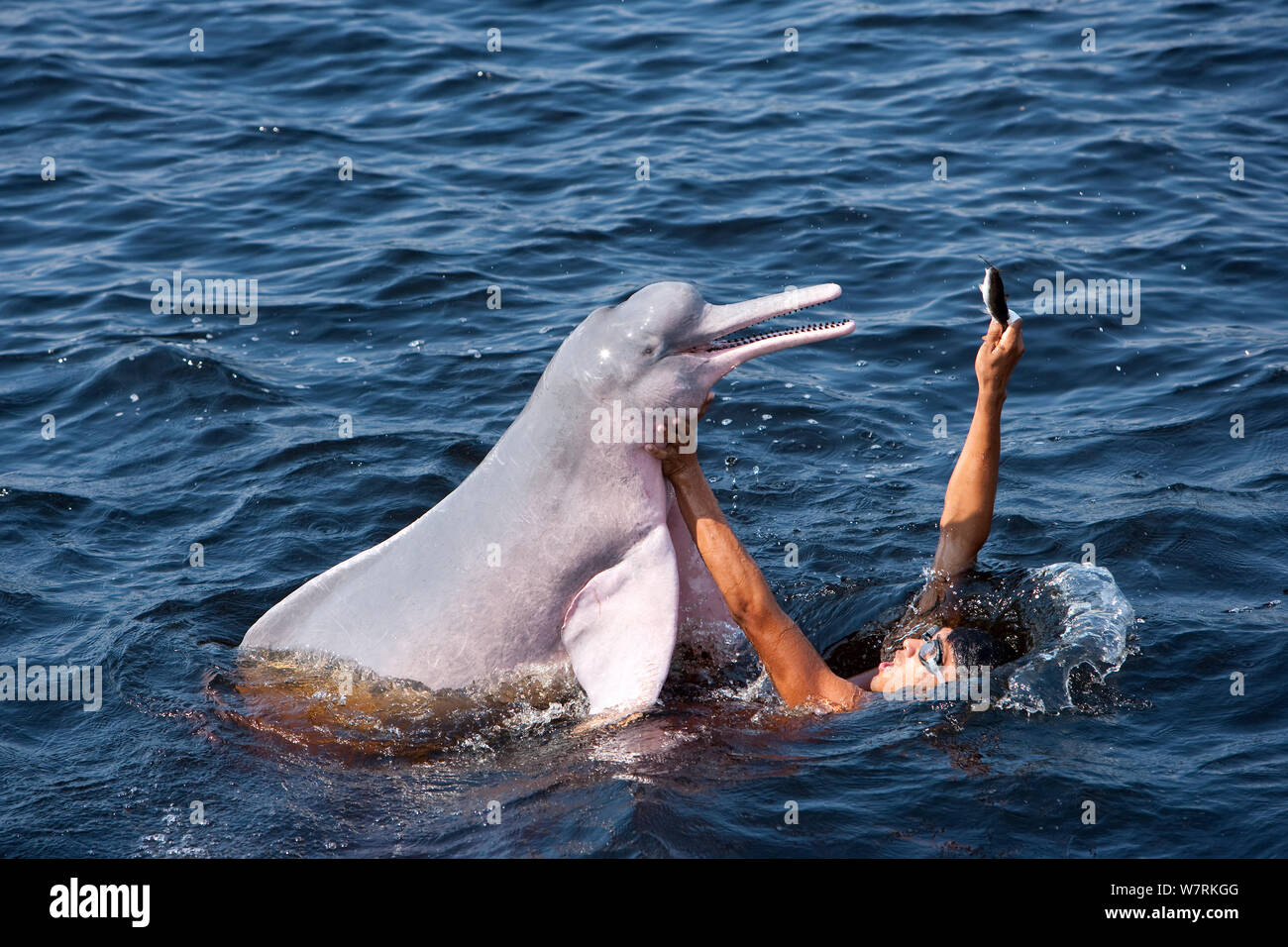 Boy playing and feeding Pink River dolphin / Boto (Inia geoffrensis ...