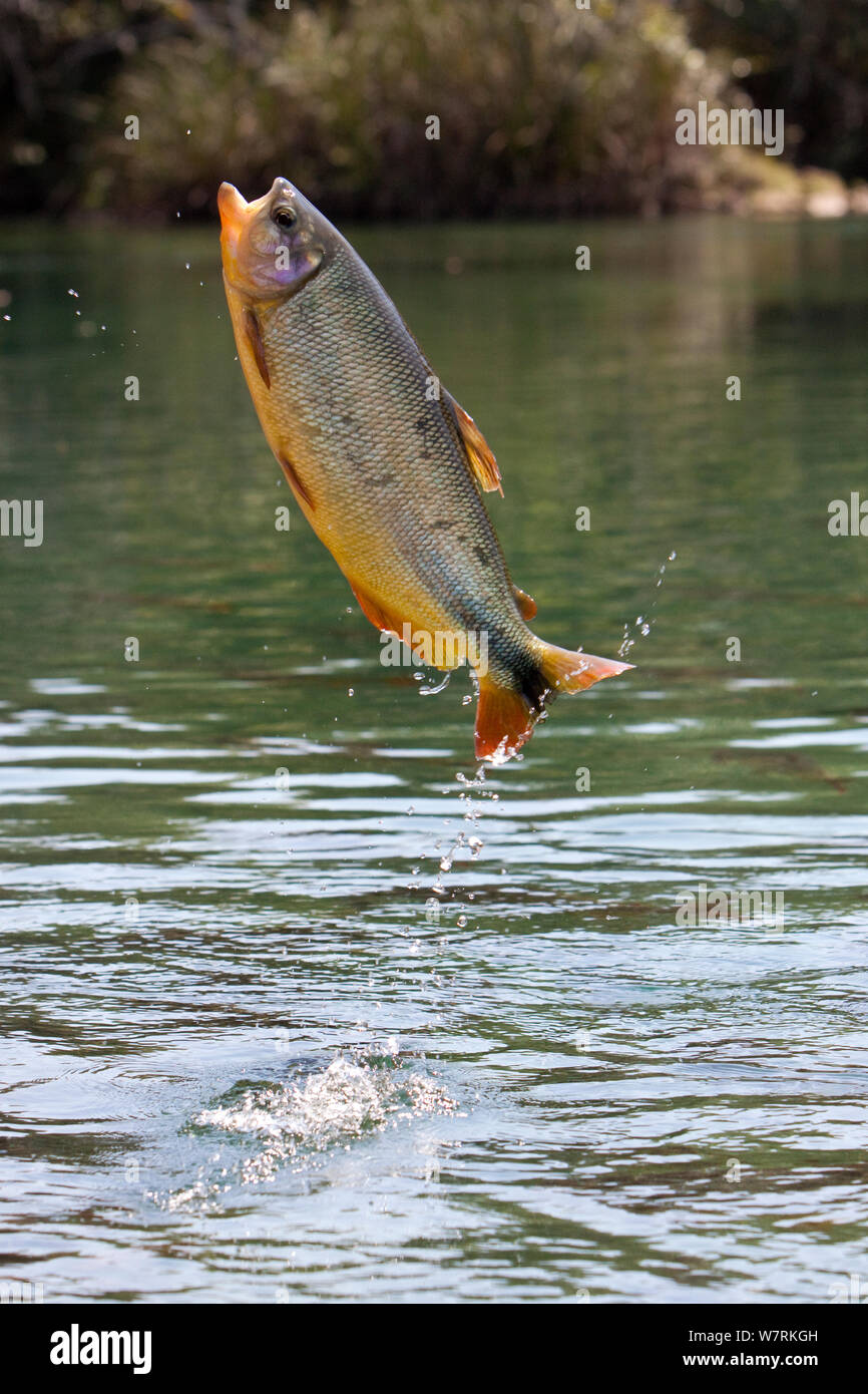 Piraputanga (Brycon hilarii) leaping out of river, Balneario Municipal ...