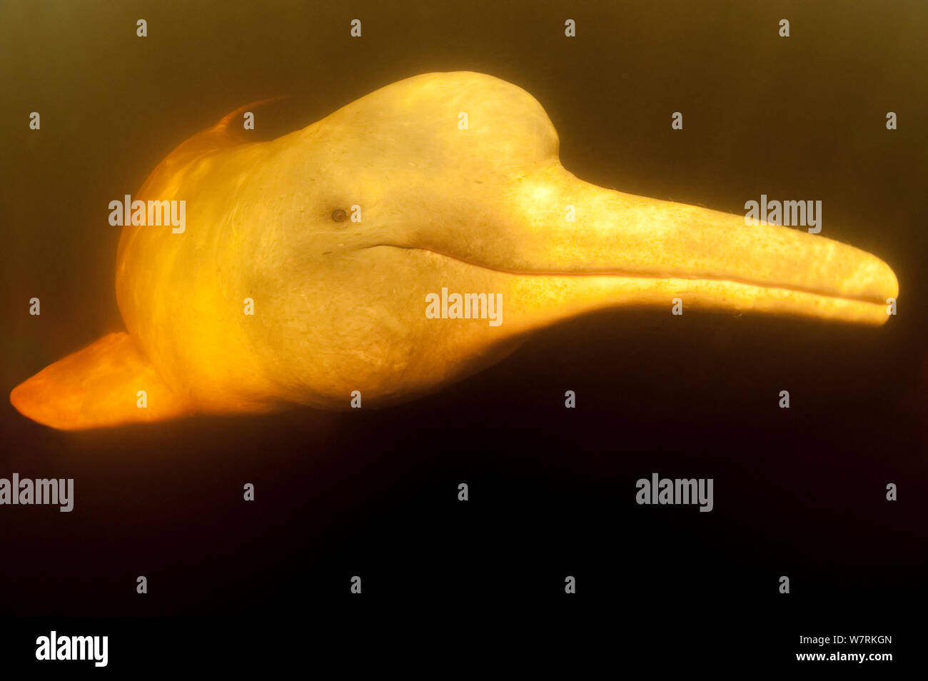 Pink River dolphin / Boto (Inia geoffrensis) Acajatuba Lake, Negro ...