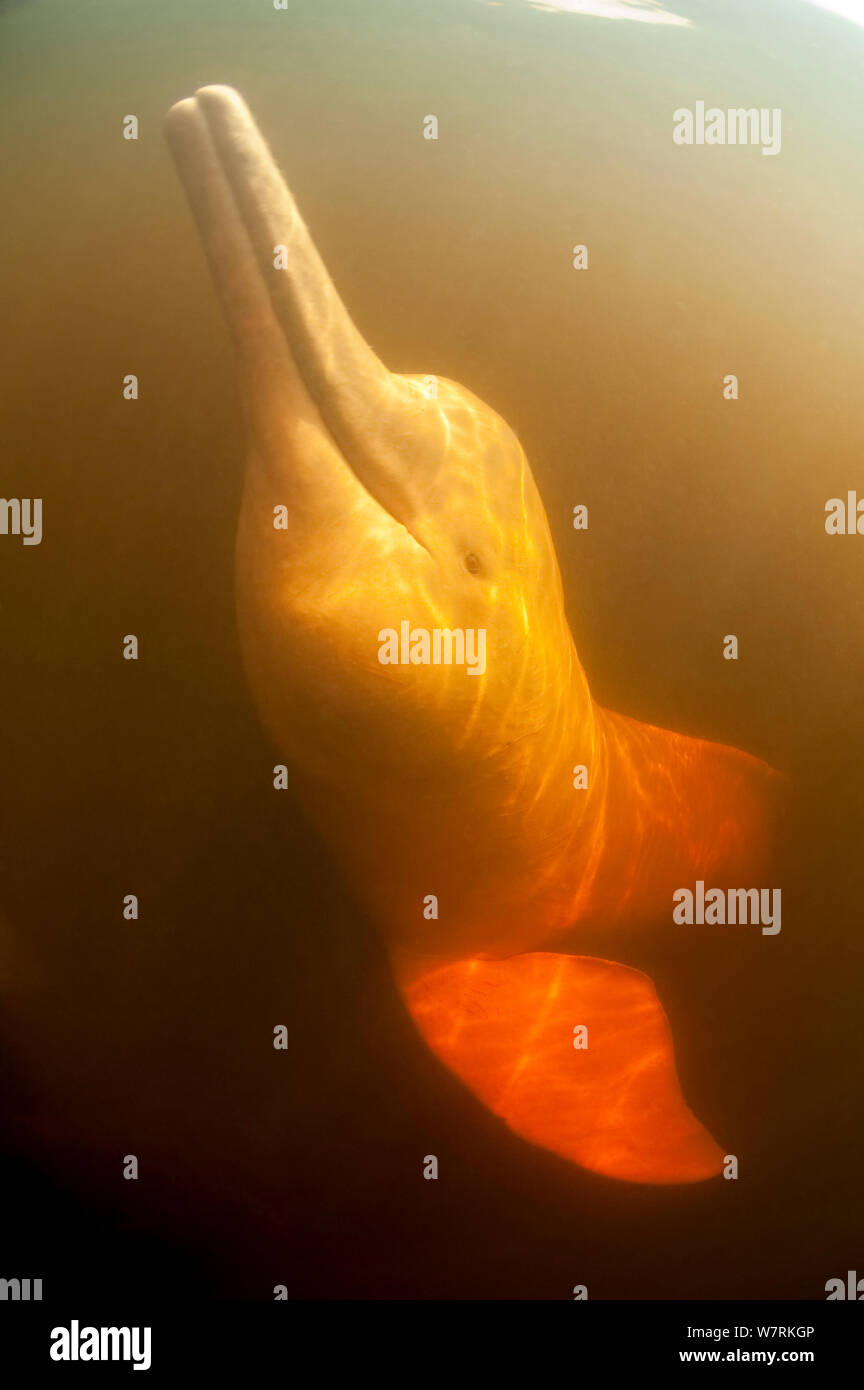 Pink River dolphin / Boto (Inia geoffrensis) Acajatuba Lake, Negro ...