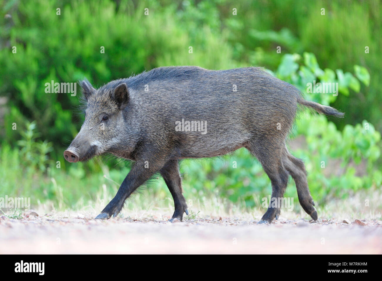 Sus andamanensis hi-res stock photography and images - Alamy