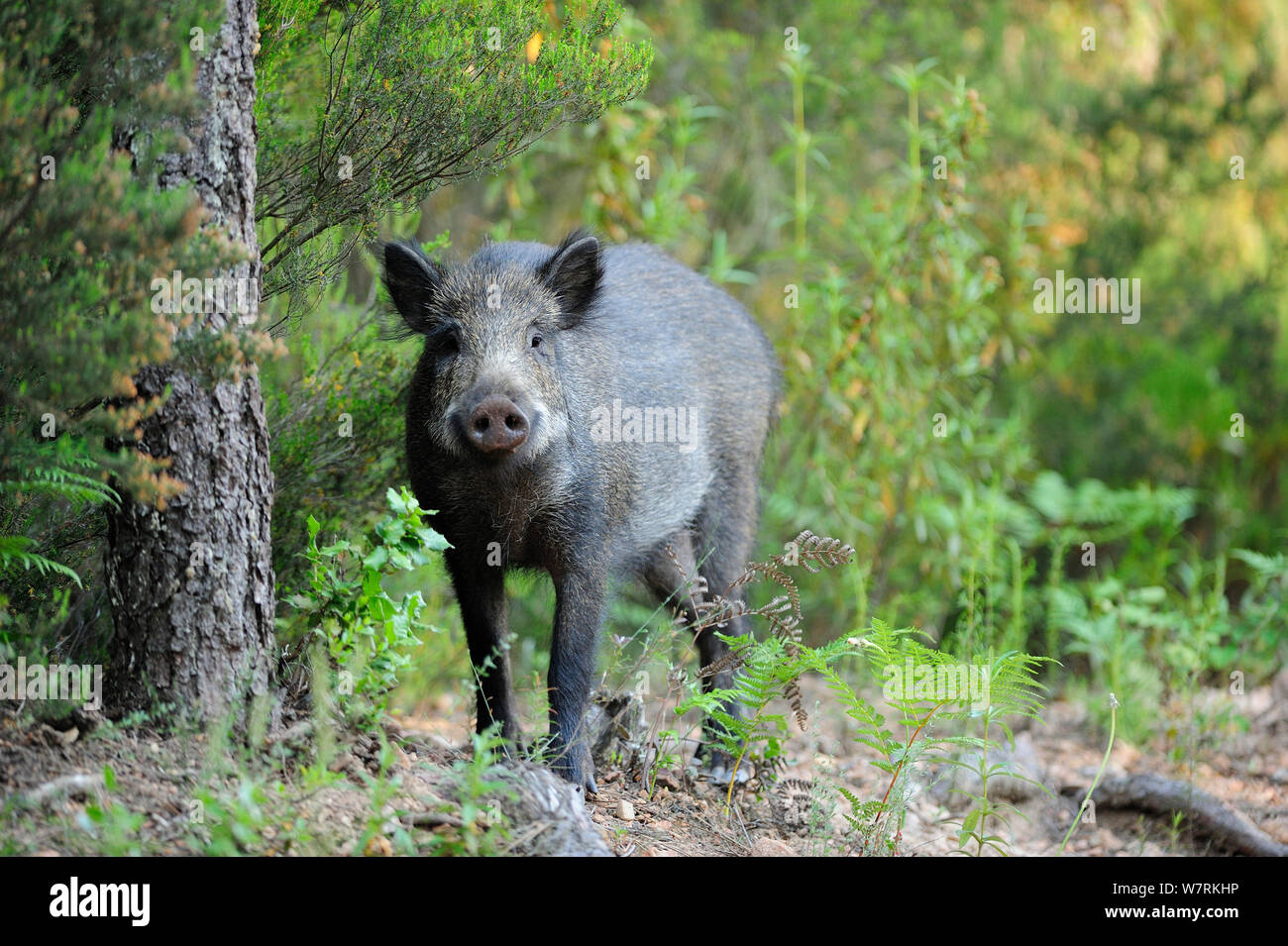 Wild boar (Sus scrofa), l'Esterel Nature Reserve, Var, France, June ...